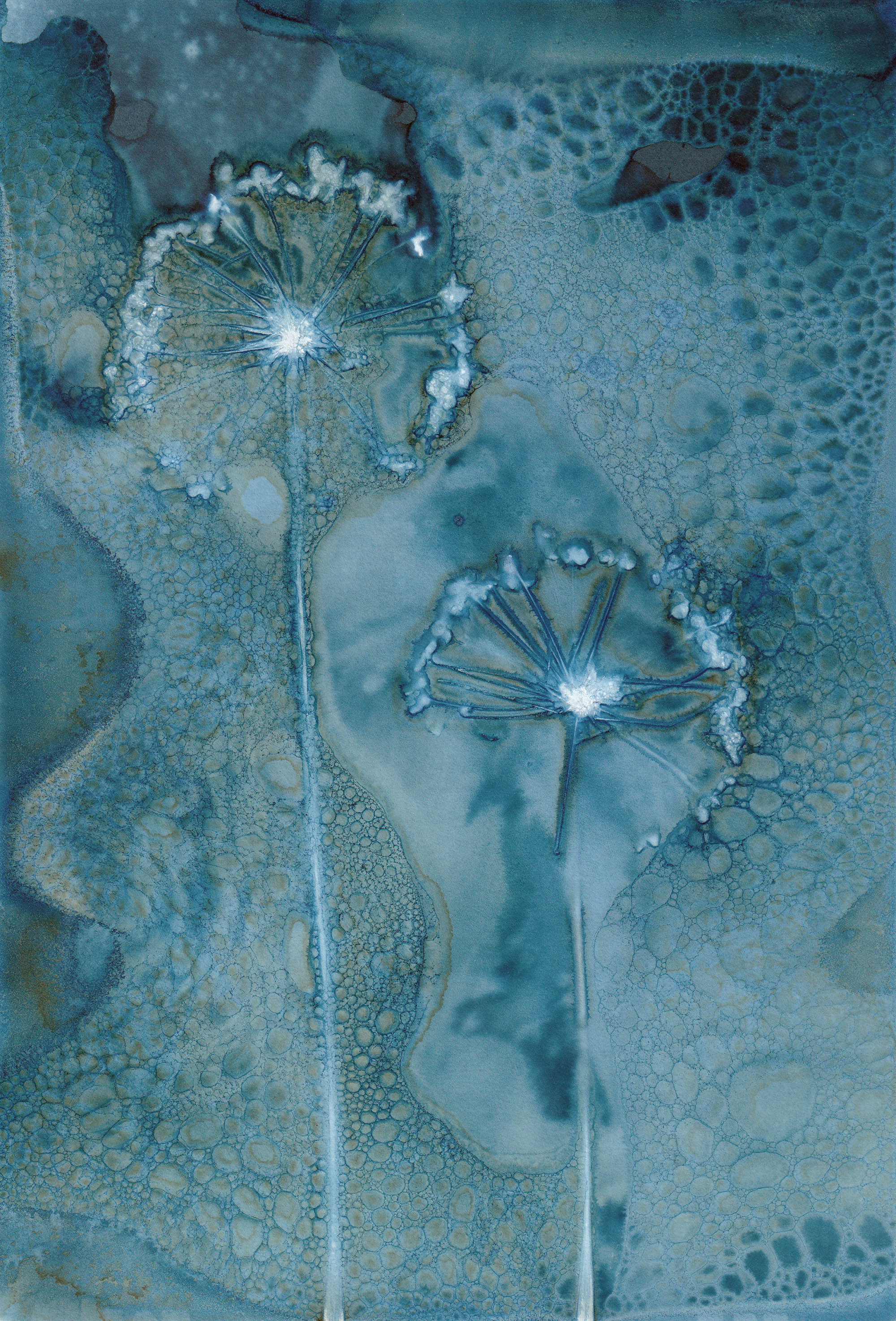 Wet Cyanotypes – Mirrored Images