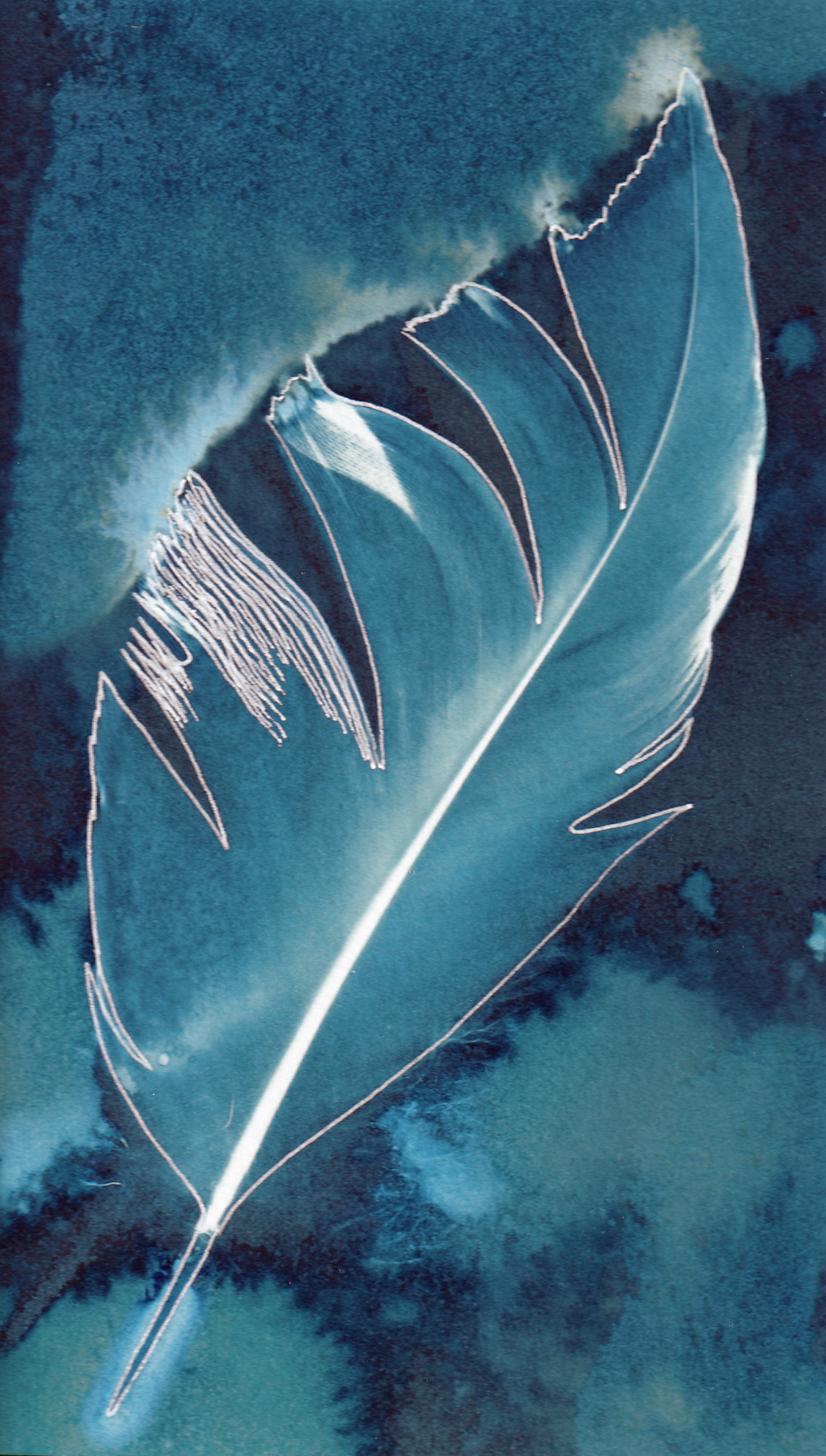 Wet Cyanotypes – Mirrored Images