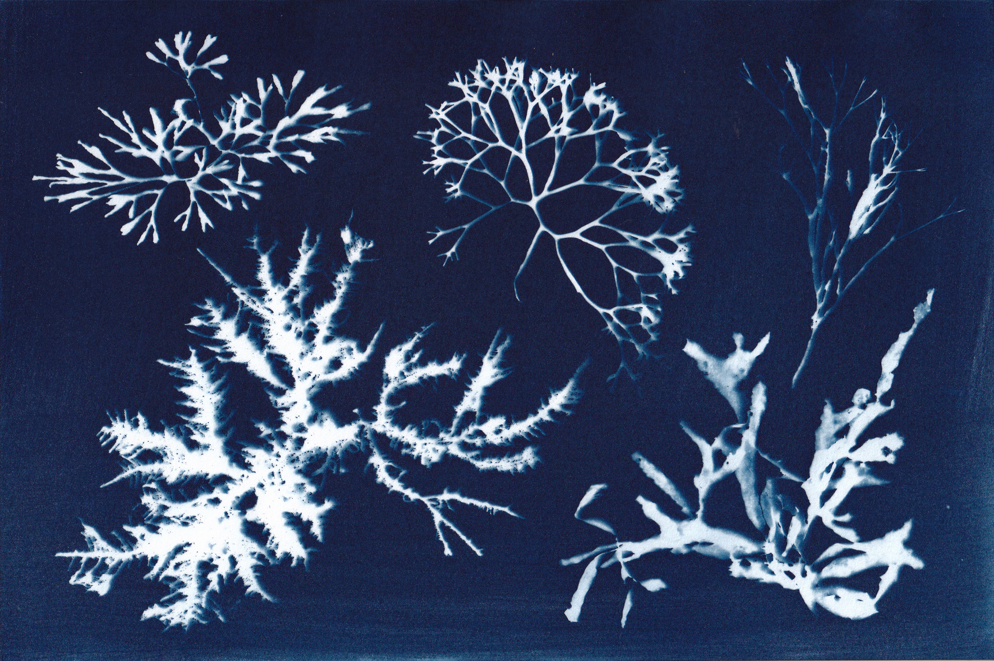 Traditional Cyanotypes – Mirrored Images