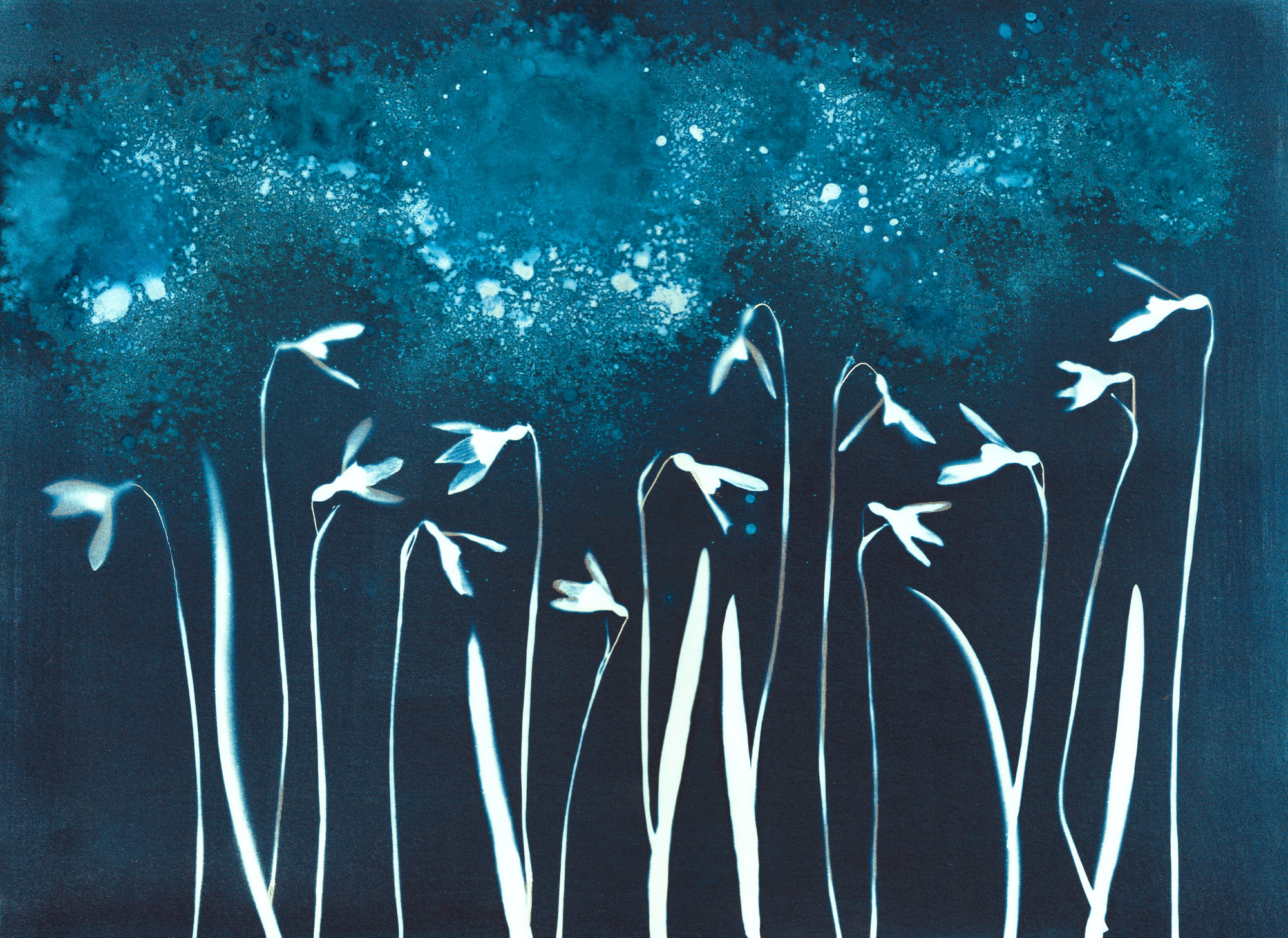 Traditional Cyanotypes – Mirrored Images