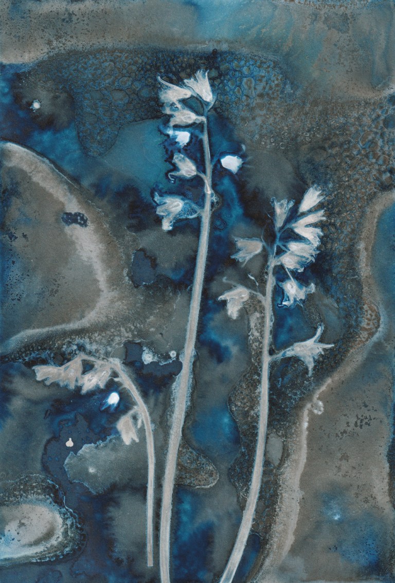 Wet Cyanotypes – Mirrored Images