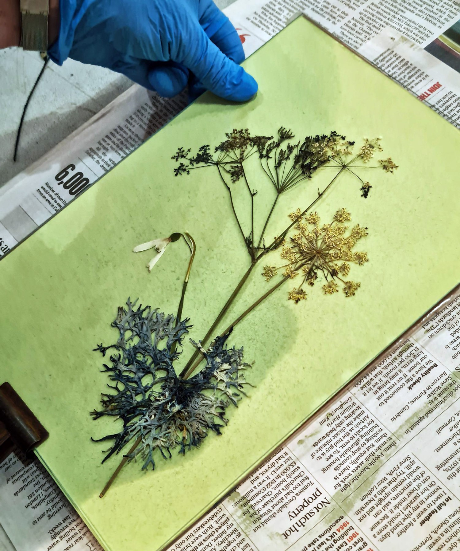 Cyanotype Workshops, Talks and Demonstrations – Mirrored Images